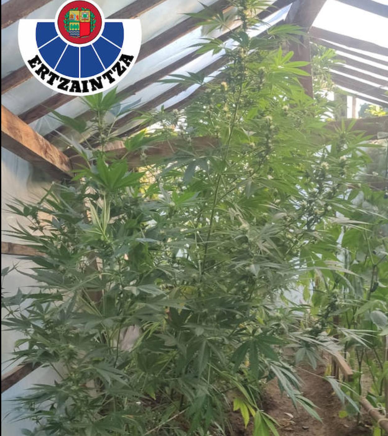 Desmantelan tres cultivos de marihuana en terrenos rurales de Peñacerrada y Arraia Maeztu | El ...